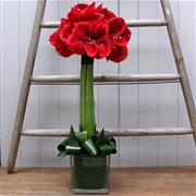 Amaryllis Tree