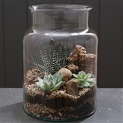 Haworthia Terrarium