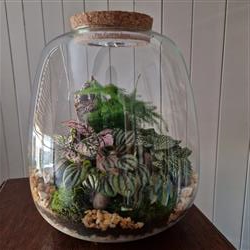 Terrarium with LED cork topper